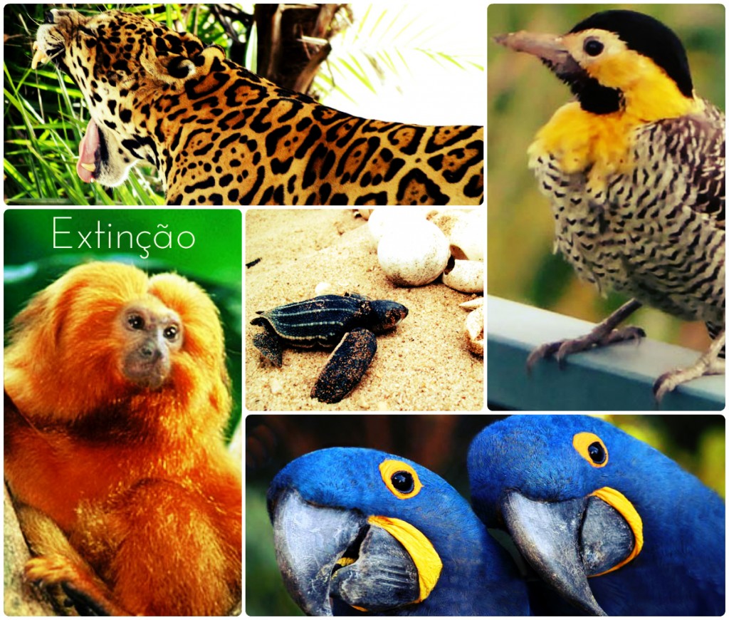 Lista de animais ameaçados de extinção no Brasil - DicasFree.com Lista de animais ameaçados de extinção no Brasil - DicasFree.com