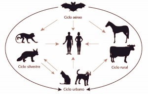 Sintomas iniciais da raiva humana - DicasFree.com
