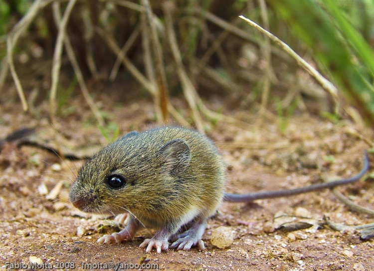 Animal Brasileiro em Extinção - DicasFree.com